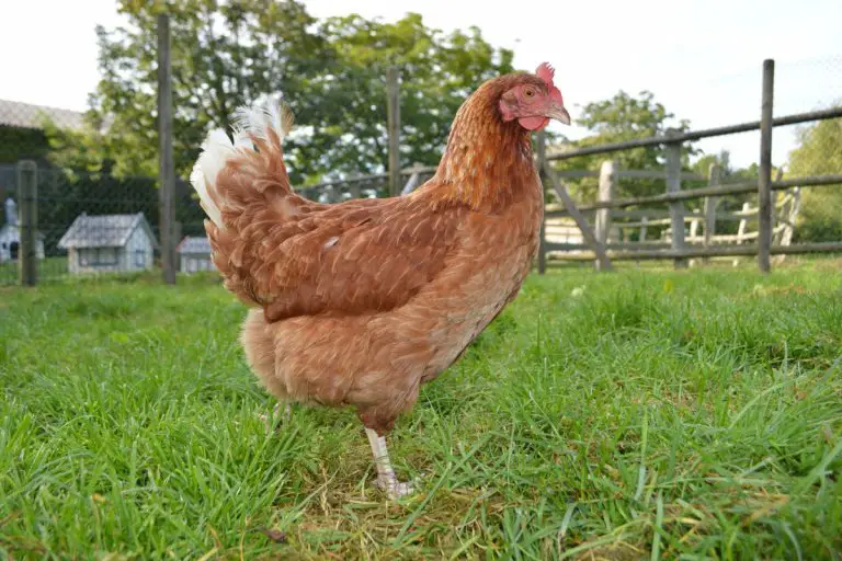 Golden Comet Chicken: Egg Production, Breed Personality And Care