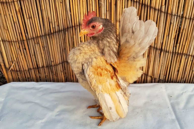 Serama Chicken: Egg Production, Breed Personality And Care