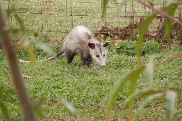 Do Possums Eat Chickens How To Keep Your Flock Safe