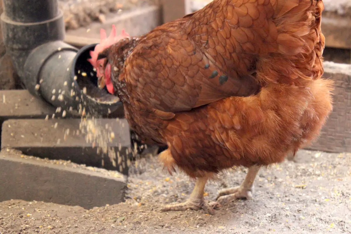 How Much Food Does A Chicken Need 