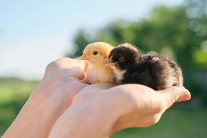 How To Tell If My Chick Is A Rooster?