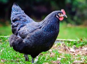 Blue Chickens: Full Breed Guide